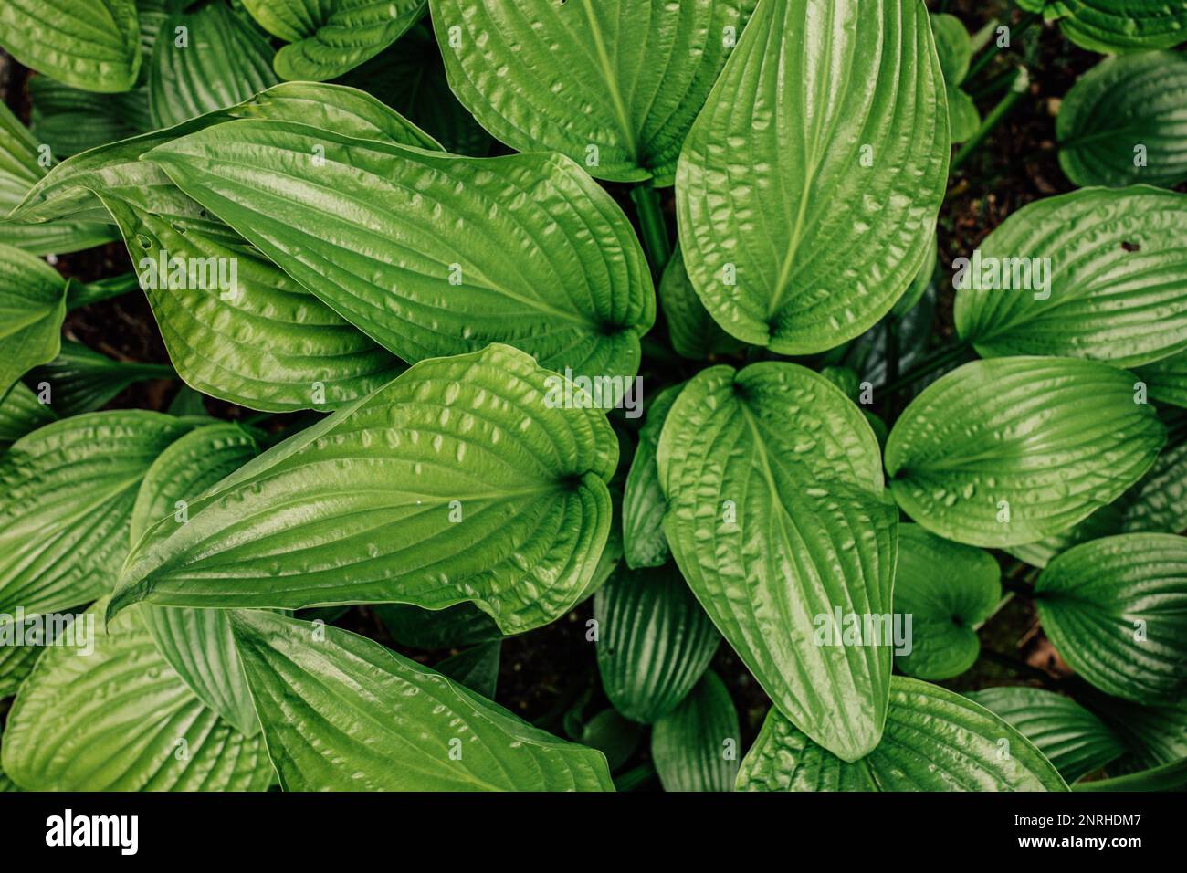 top down view of green Aphrodite Hosta leaves Stock Photo - Alamy