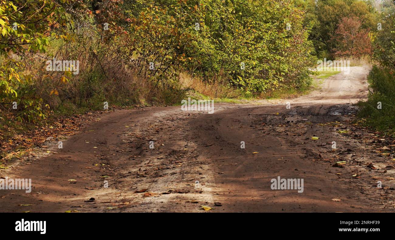 Country dirty road through the forest in autumn Stock Photo - Alamy