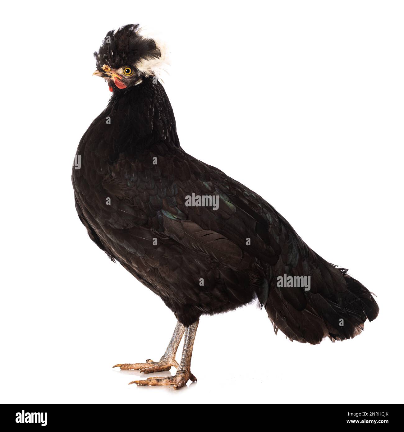 Chicken crested chicken Cut Out Stock Images & Pictures - Alamy