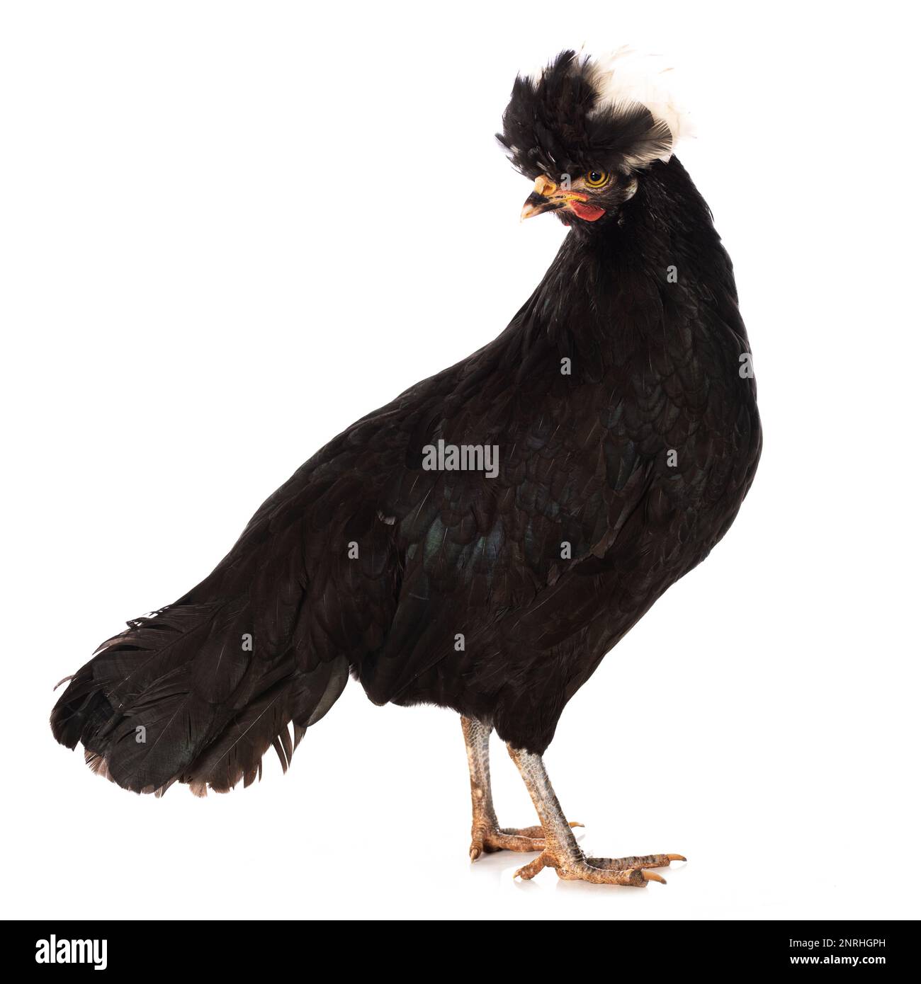 Black crested chicken standing isolated on white and looking to the ...