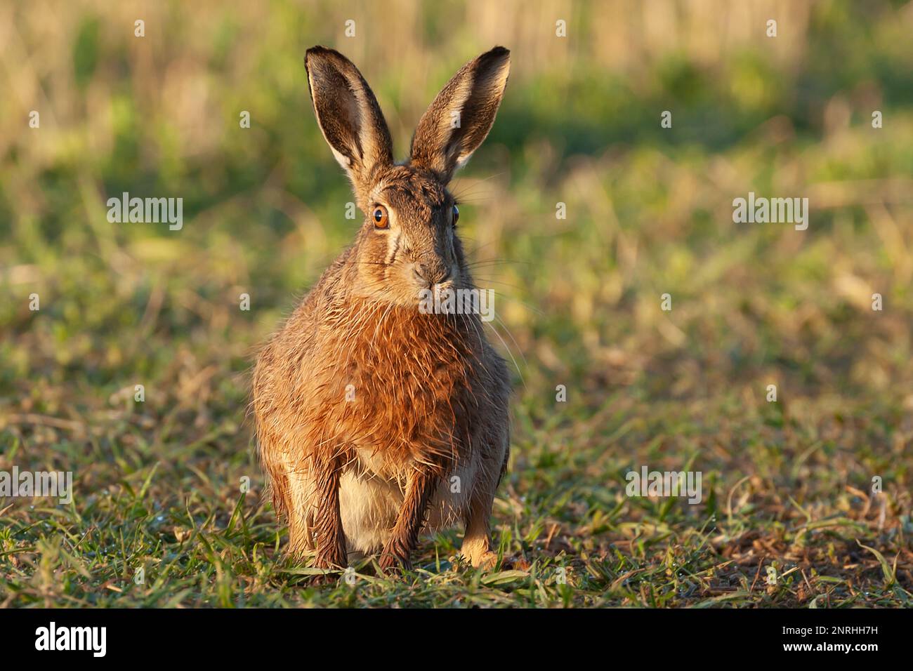 Wild brown hare close up in Norfolk England. Sat in a field in early ...