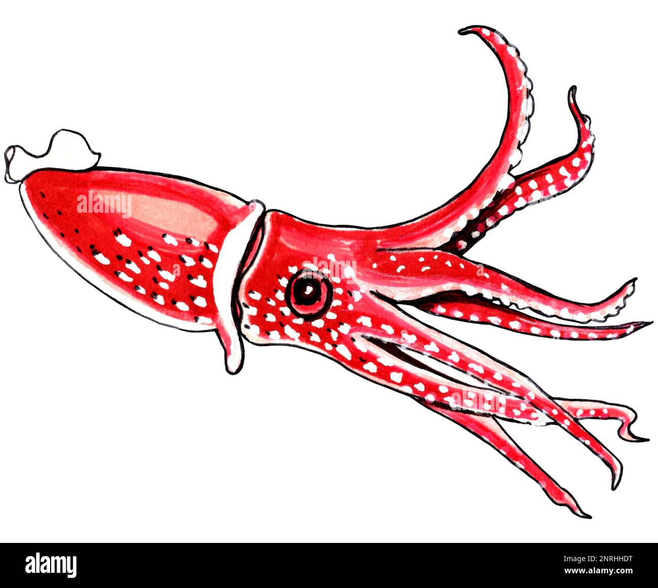Giant Red Squid