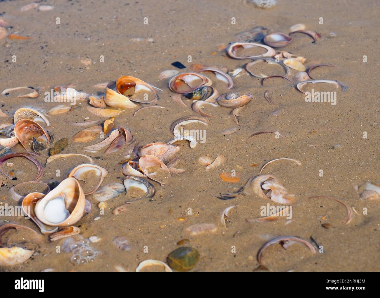 Close-up of some shells half buried in the sand at the beach Stock ...