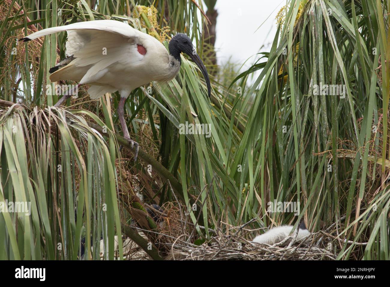 Ibis chick hi-res stock photography and images - Alamy