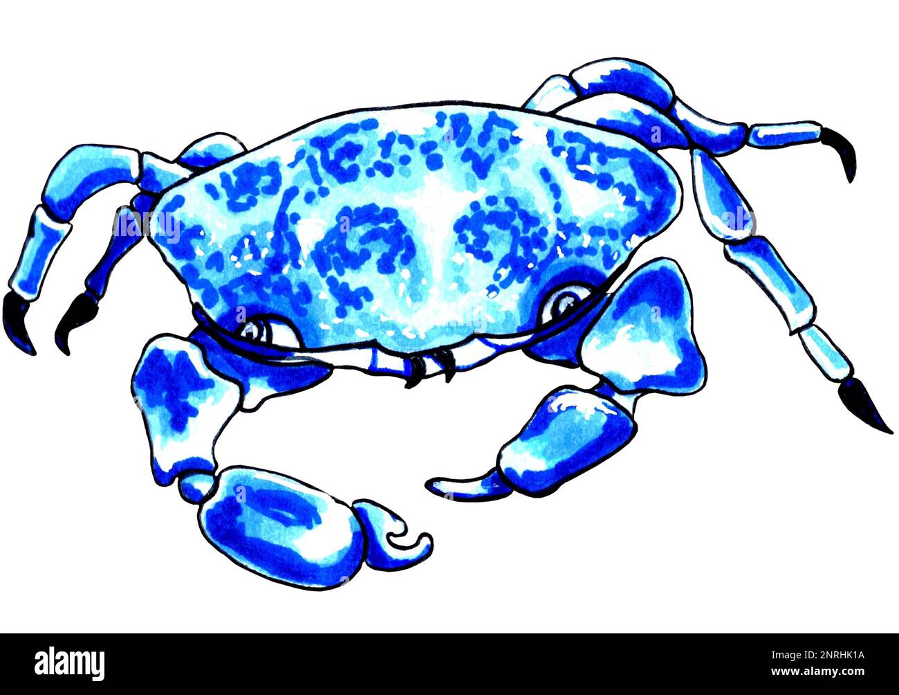 Sea crab is light blue with dark blue claws. JPEG illustration marine ...