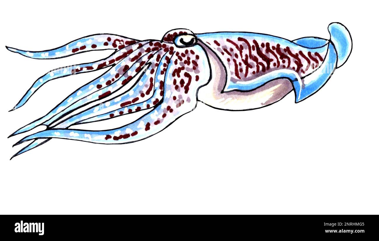 Blue squid with brown speckles. JPEG illustration marine life Stock ...