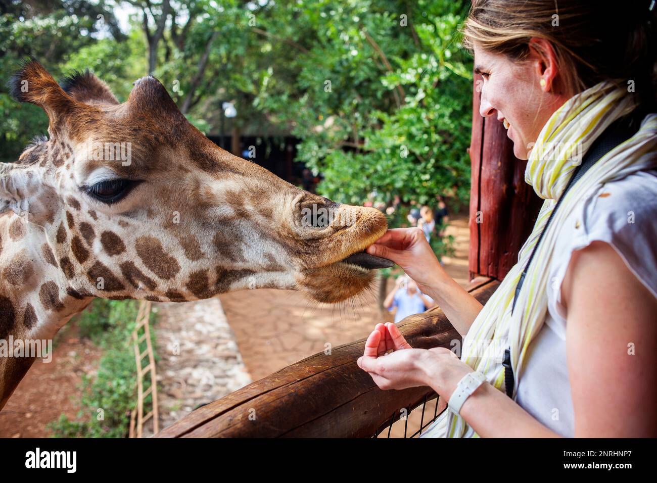 woman gives food to a giraffe. Langata Giraffe Centre, Giraffa ...