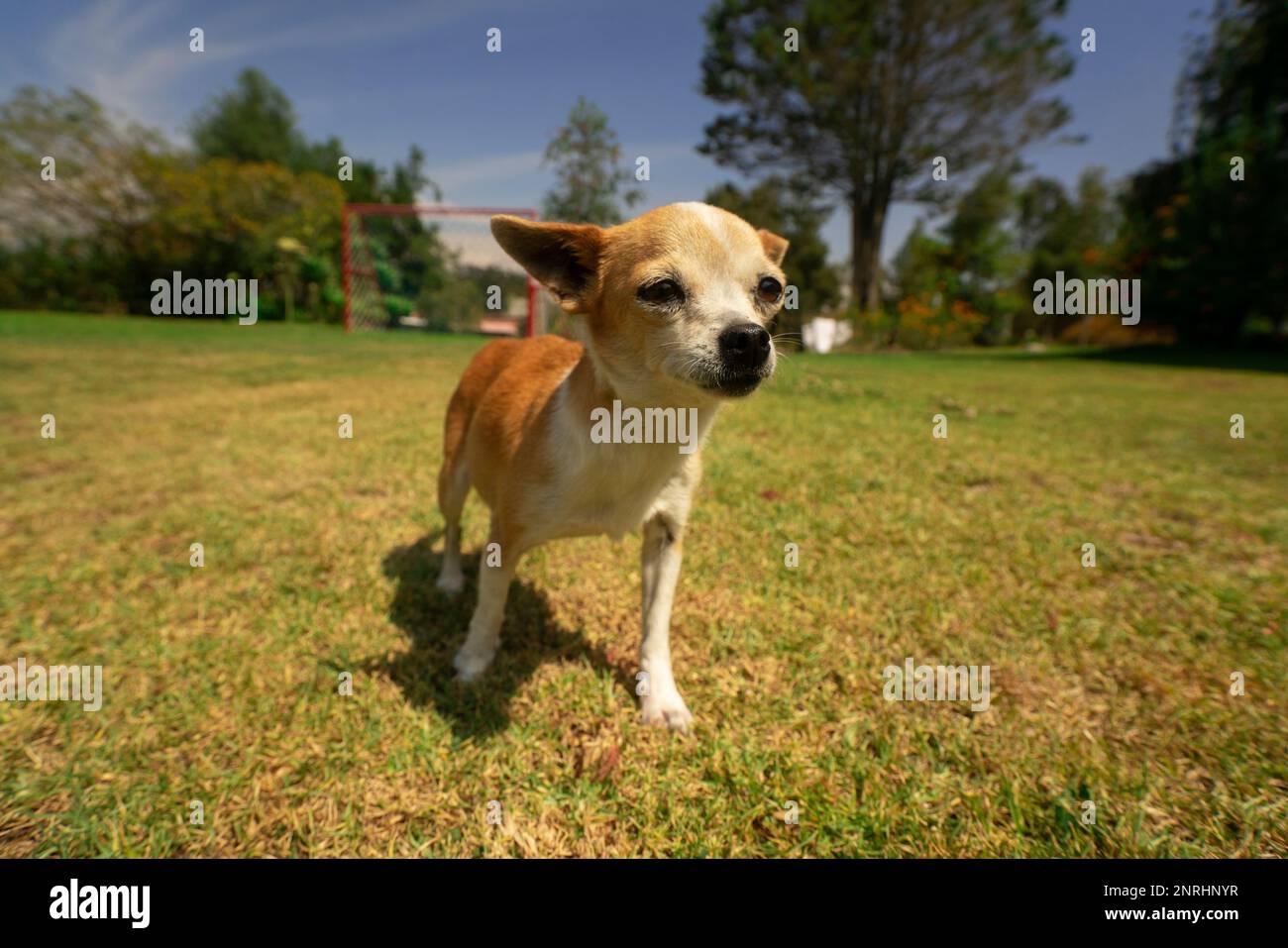 Small curious light brown and white Pinscher dog walking towards the ...