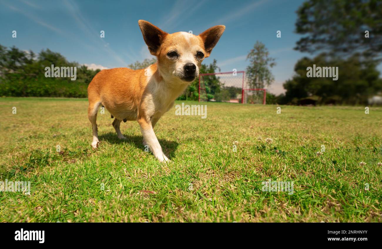 Small curious light brown and white Pinscher dog walking towards the ...