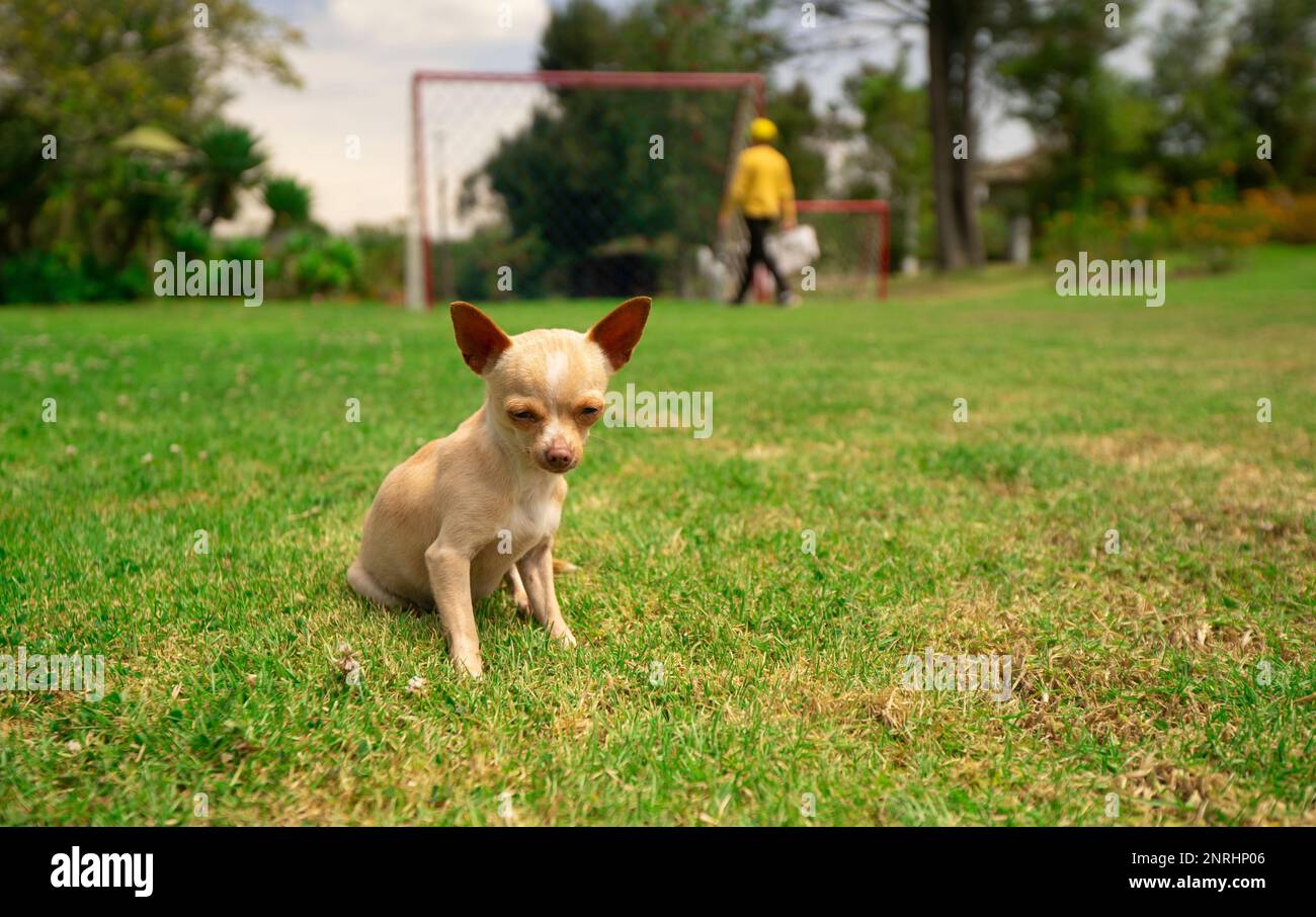 Small light brown and white Pinscher puppy sitting on the grass in the ...