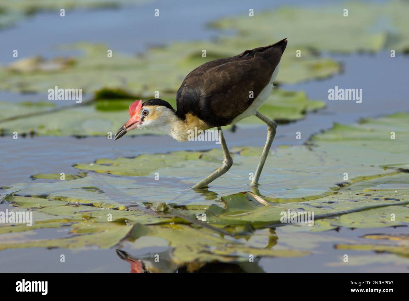 Lily trotter hi-res stock photography and images - Alamy