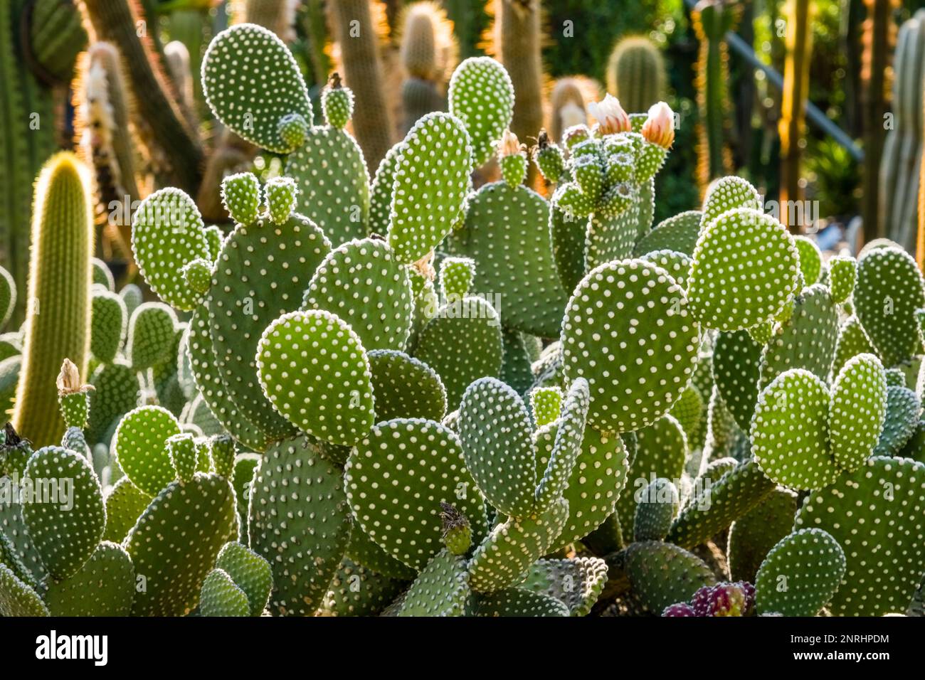 Bunny ears cactus, angel's-wings (Opuntia microdasys) in the gardens of ...