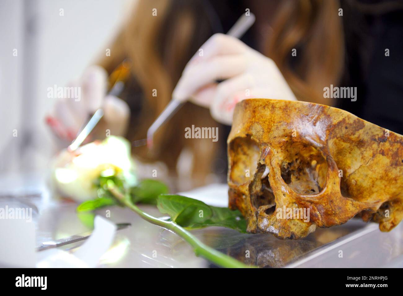 close-up of human skull on glass table rose and hands of surgeon doctor ...