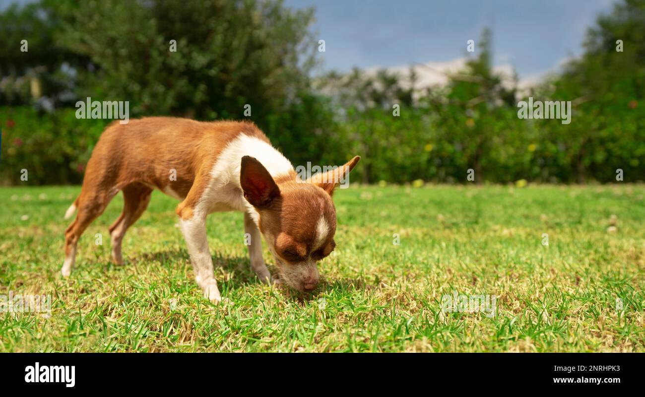 Small light brown and white Pinscher puppy sniffing the grass in the ...