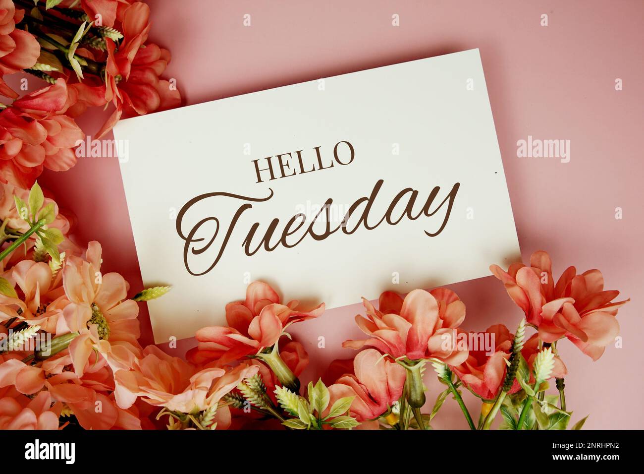 Hello Tuesday typography text with flowers frame on pink background ...