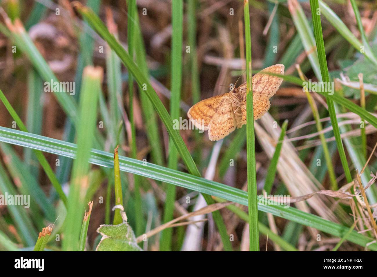 Idaea ochrata, Bright Wave Moth Stock Photo - Alamy