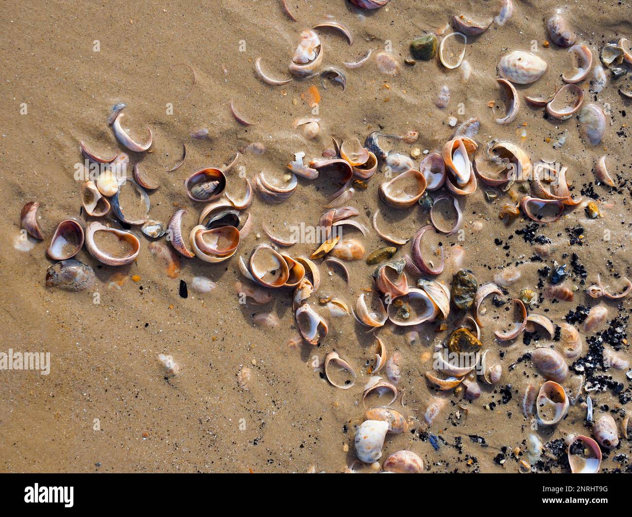 Close-up of some shells half buried in the sand at the beach Stock ...