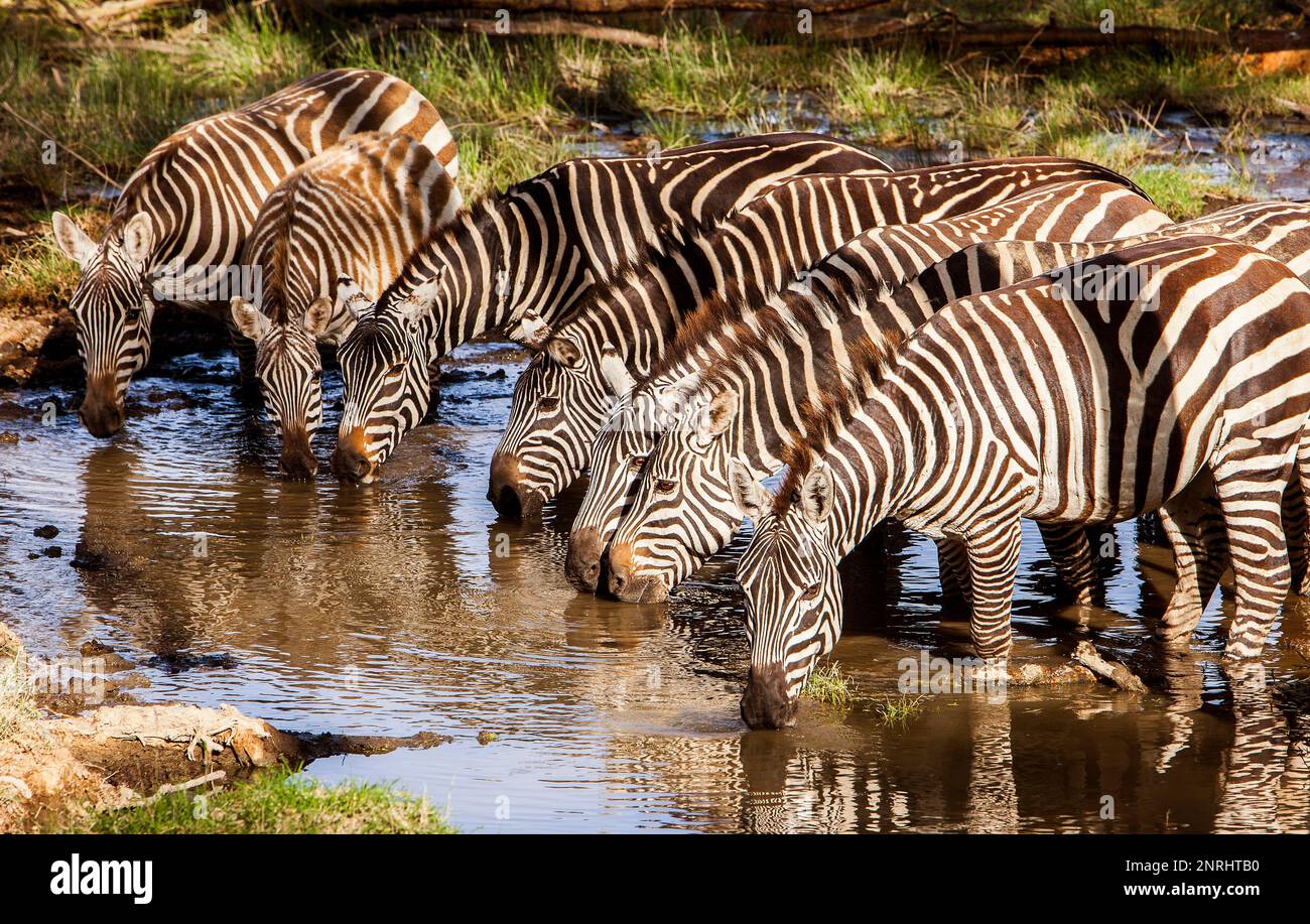 Seven color species hi-res stock photography and images - Alamy