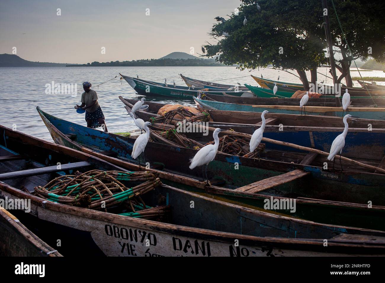 woman washing in the port and Little Egret (Egretta garzetta), the ...