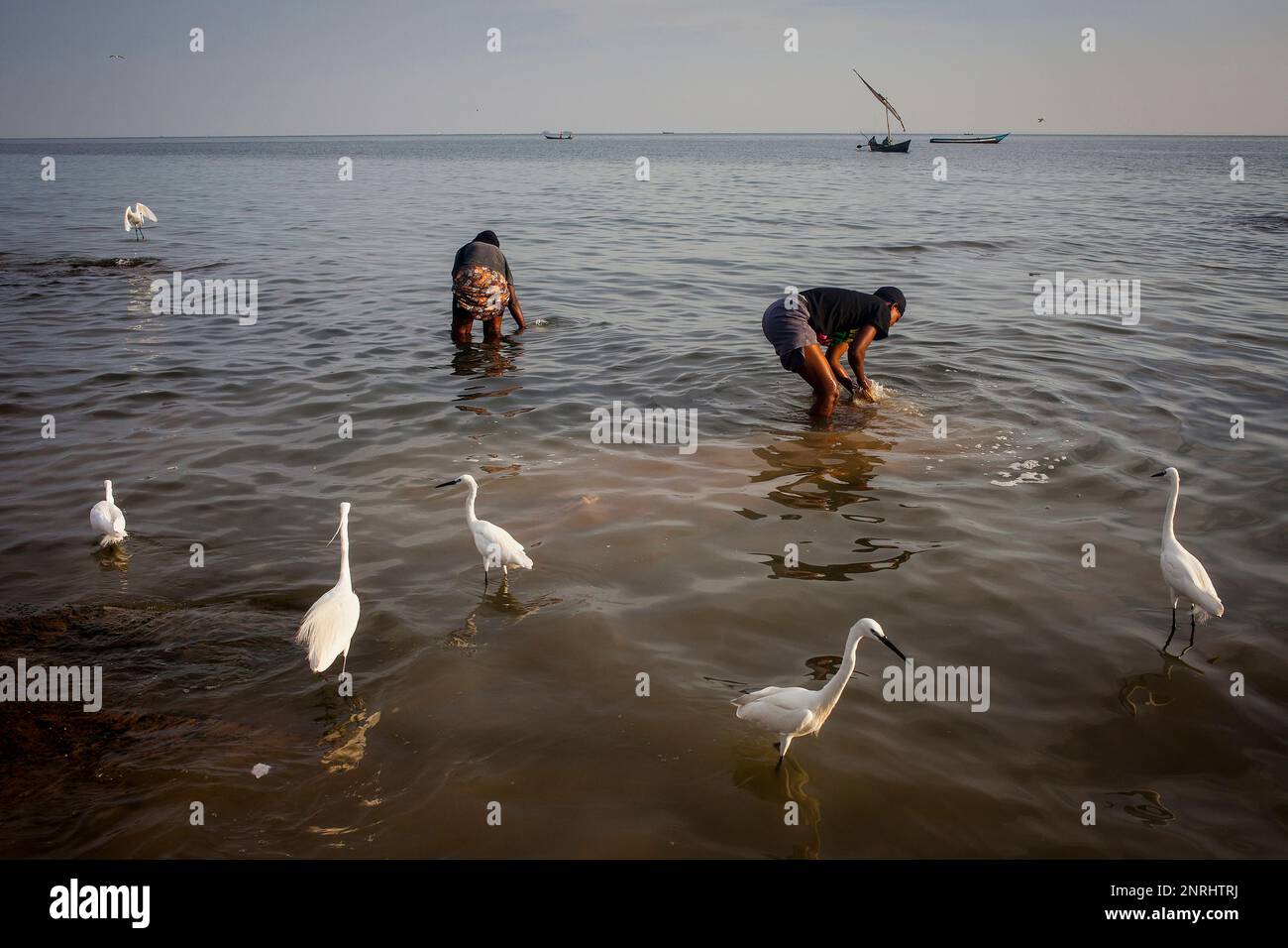 women fishing and Little Egret (Egretta garzetta) ,in the fishing ...