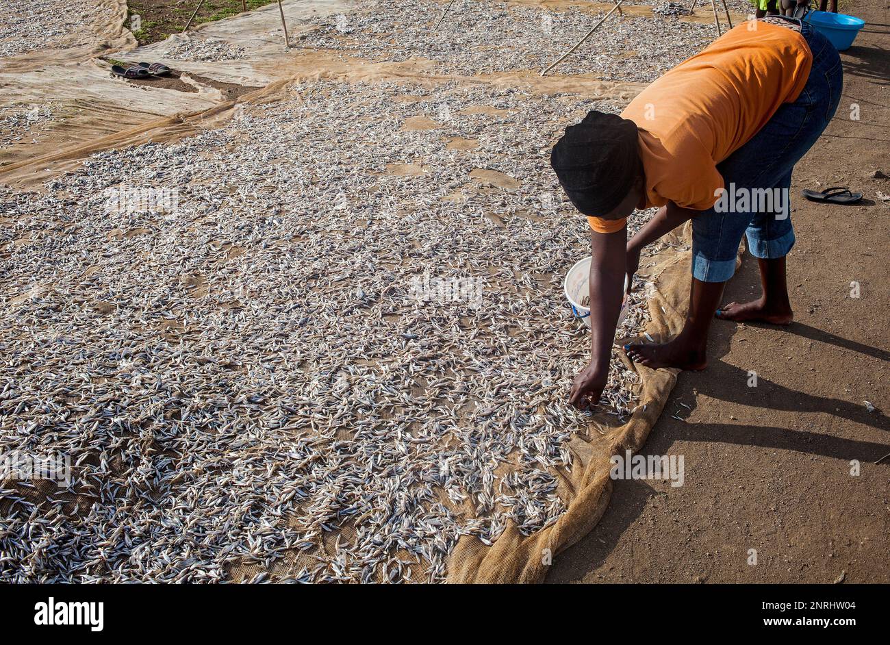 woman putting the fish to dry, the fishing village of Litari, Rusinga ...