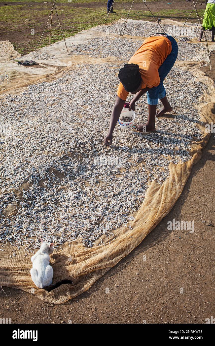 woman putting the fish to dry, the fishing village of Litari, Rusinga ...