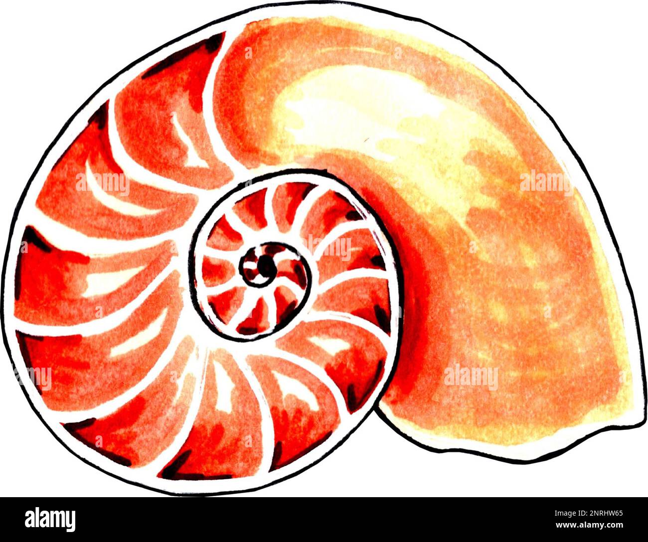 Swirling wavy seashell brown-orange color. JPEG illustration marine ...