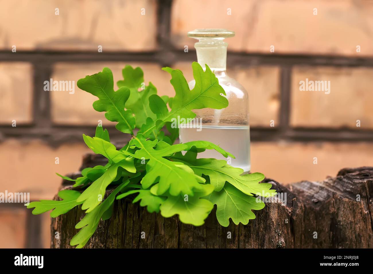 Oak leaves near an apothecary bottle with a tincture for the ...