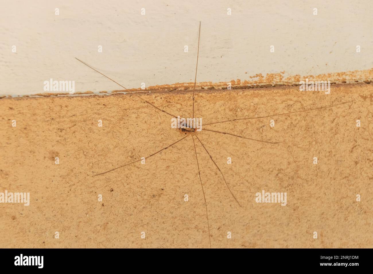 Harvestmen spiders hi-res stock photography and images - Alamy