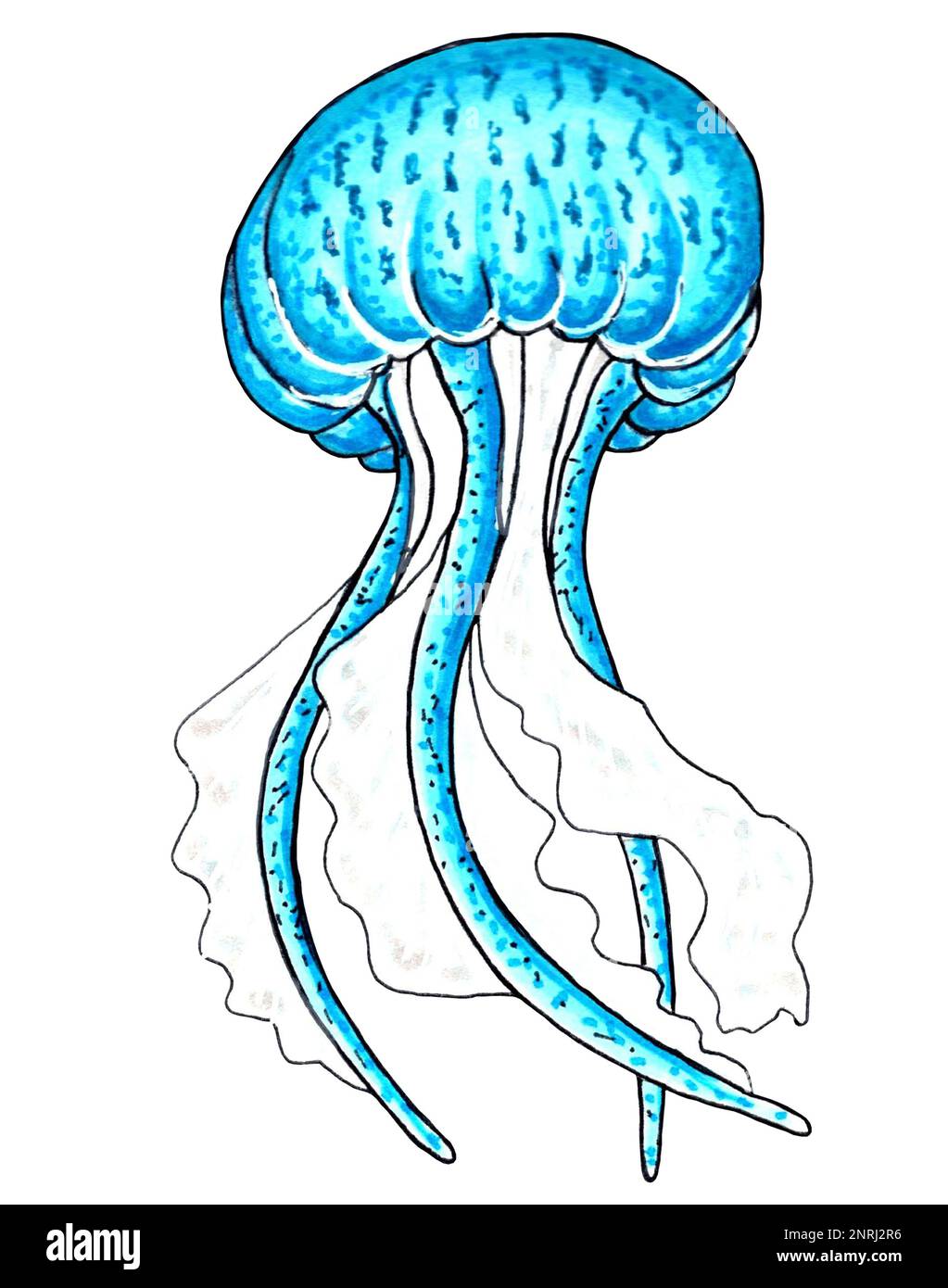 Jellyfish To Color