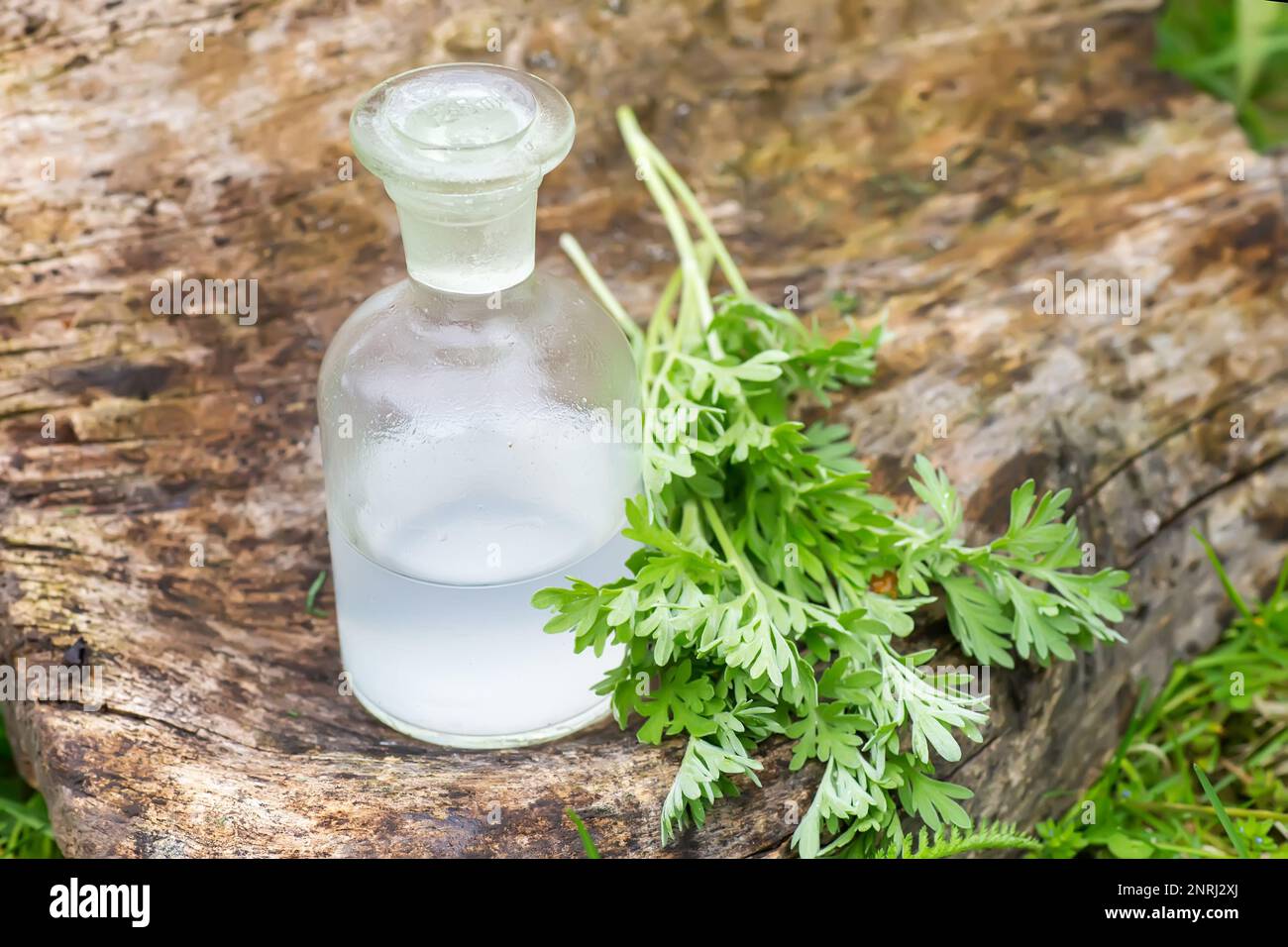 Artemisia absinthium , wormwood, grand wormwood, absinthe, absinthium ...