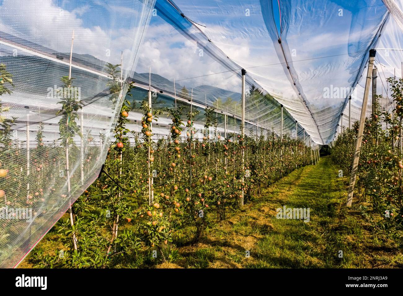 Agricultural landscape with hills and apple orchards with sun shades ...