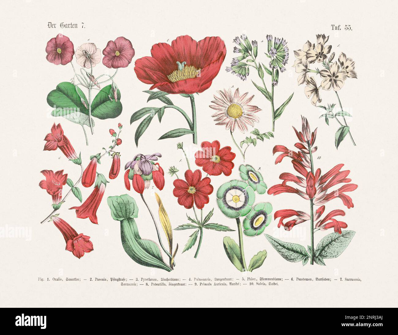 Flower Ilustration. Vintage Botanical Floral Chart Stock Photo - Alamy