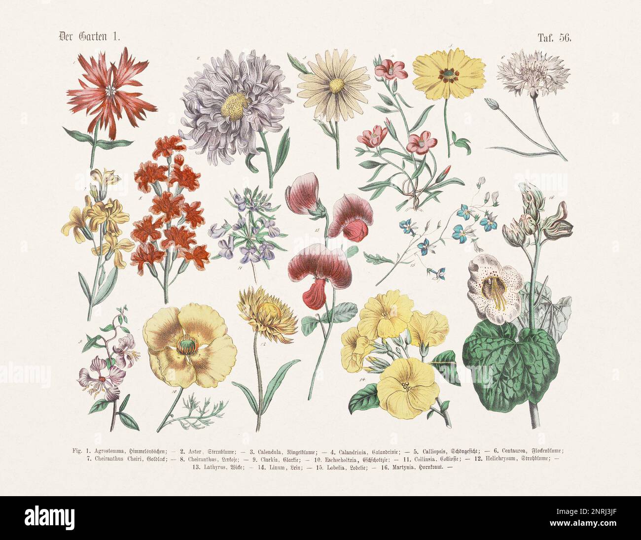 Flower Ilustration. Vintage Botanical Floral Chart Stock Photo - Alamy