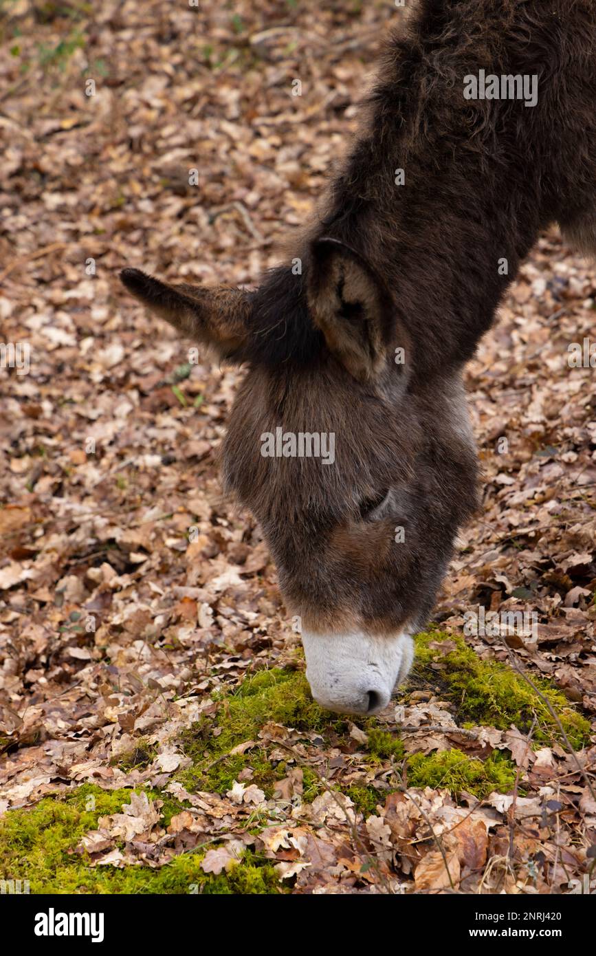 A single donkey stands in woodland in the New Forest Stock Photo - Alamy