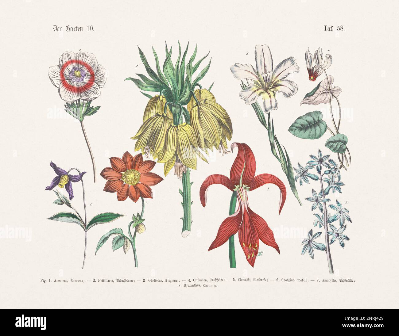 Flower Ilustration. Vintage Botanical Floral Chart Stock Photo - Alamy