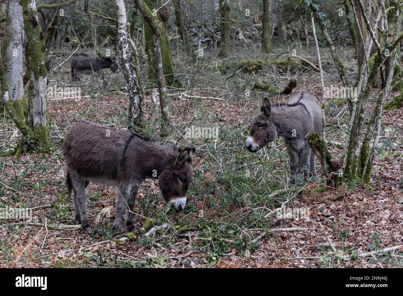 A small herd of donkeys graze in woodland in the New Forest Stock Photo ...