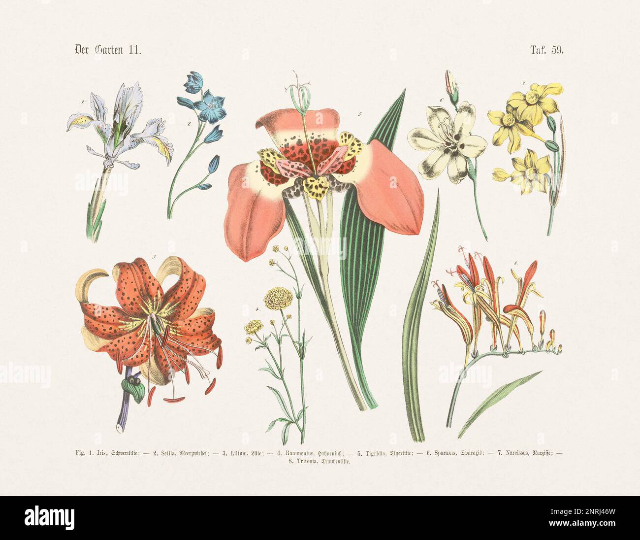 Flower Ilustration. Vintage Botanical Floral Chart Stock Photo - Alamy