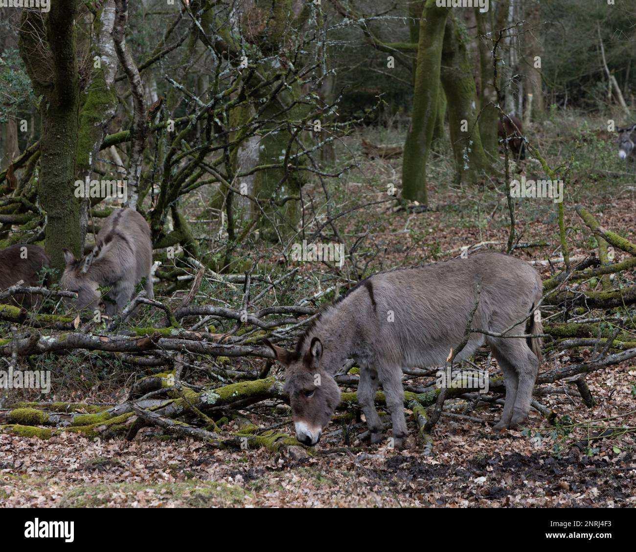A small herd of donkeys graze in woodland in the New Forest Stock Photo ...