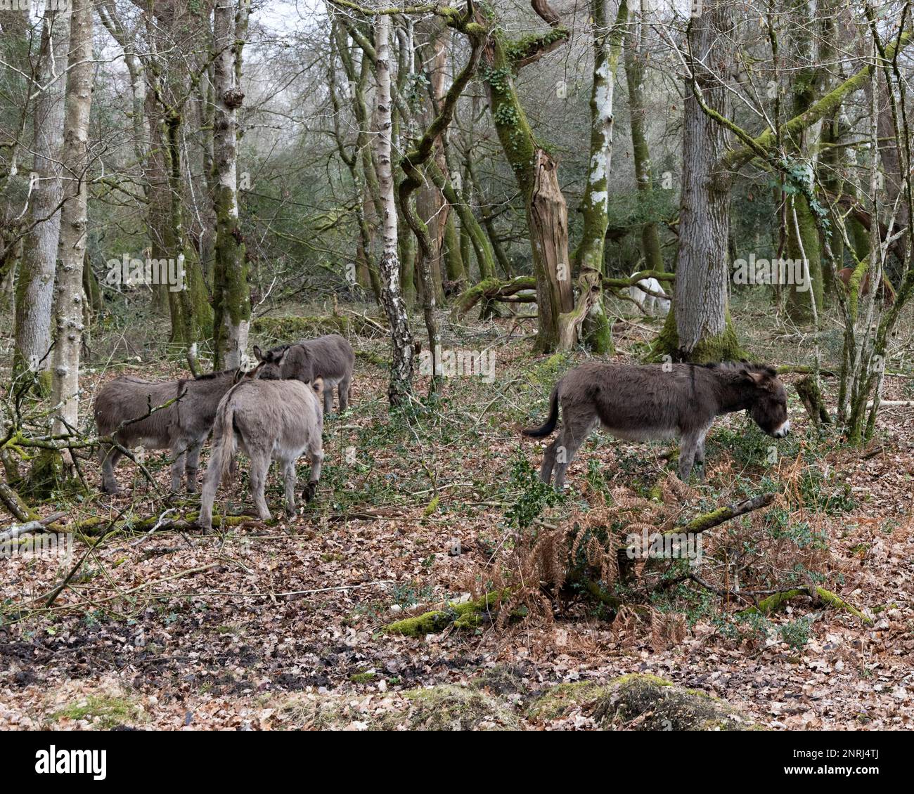 A small herd of donkeys graze in woodland in the New Forest Stock Photo ...