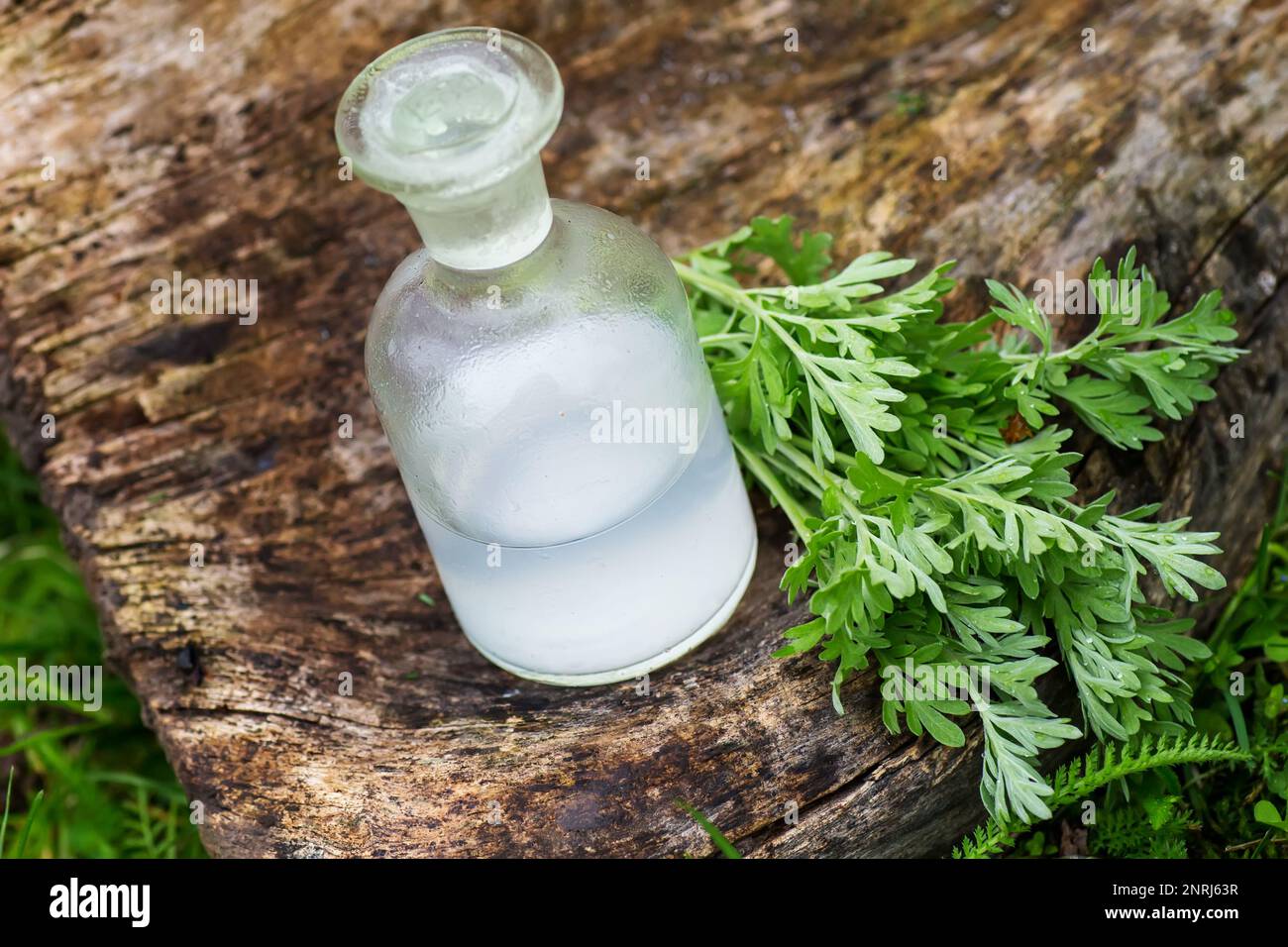 Artemisia absinthium , wormwood, absinthium, absinthe wormwood, wermud ...
