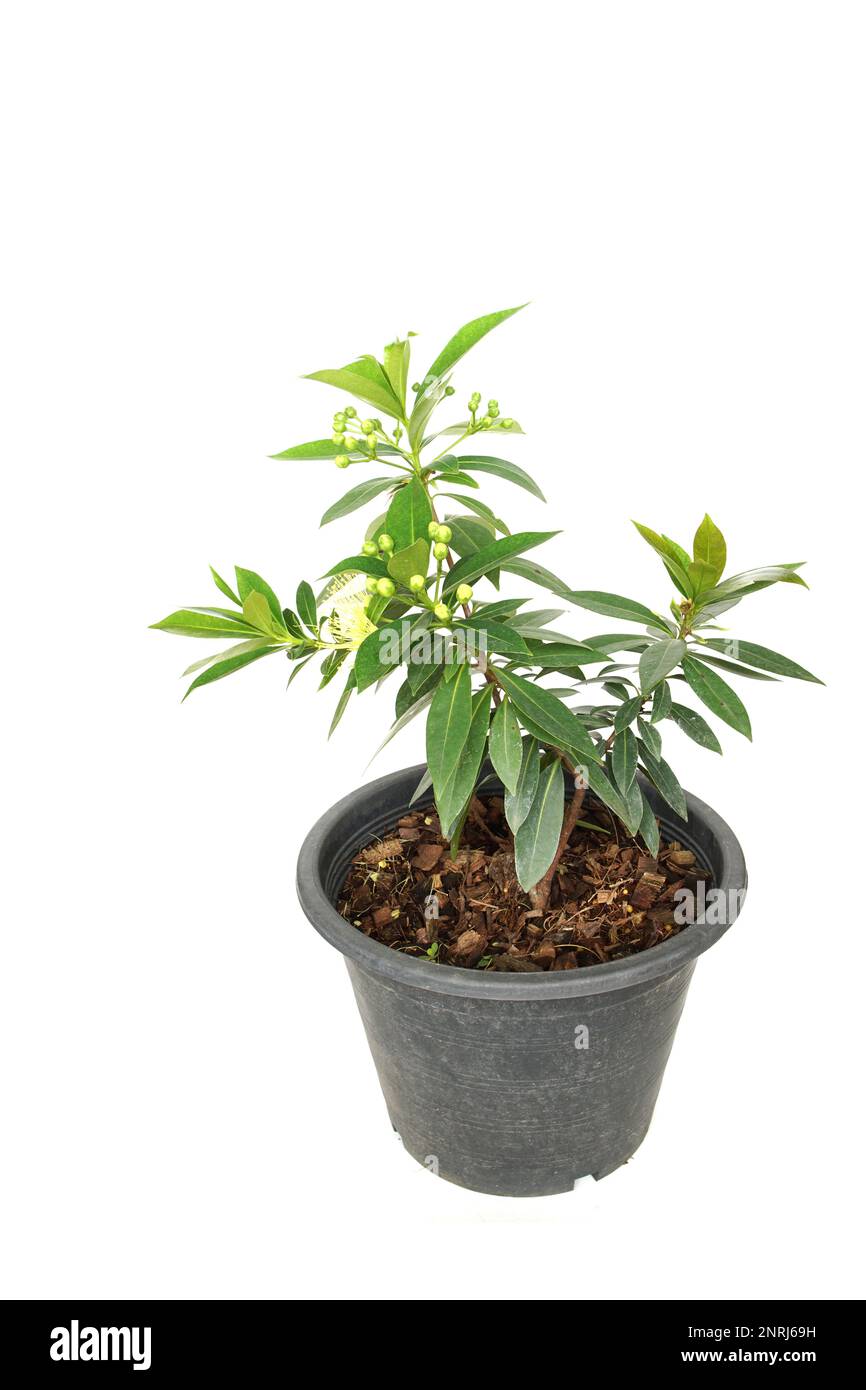 Xanthostemon Chrysanthus isolated on white background Stock Photo - Alamy