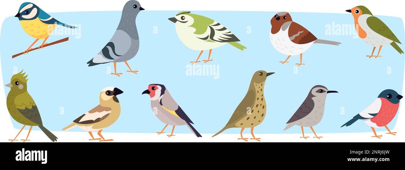 Cartoon birds. Flying sparrow pigeons and other wild birds exact vector ...