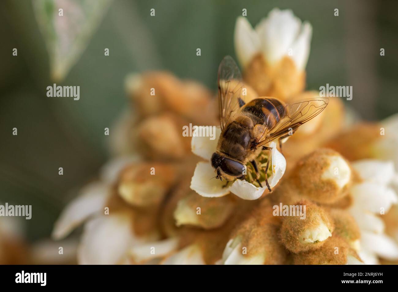 Eristalis tenax, Common Drone Fly Stock Photo - Alamy