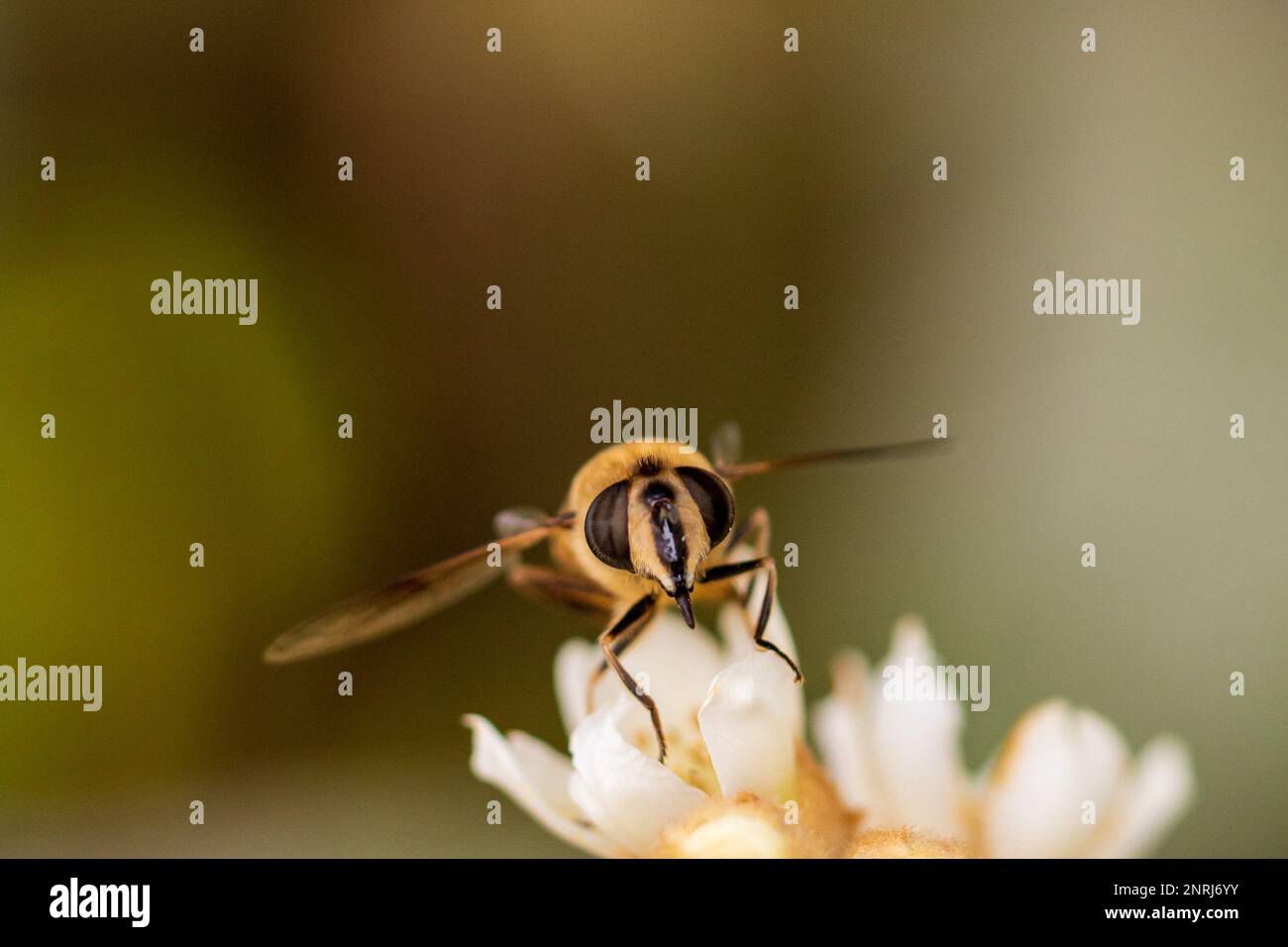 Common drone flies hi-res stock photography and images - Alamy