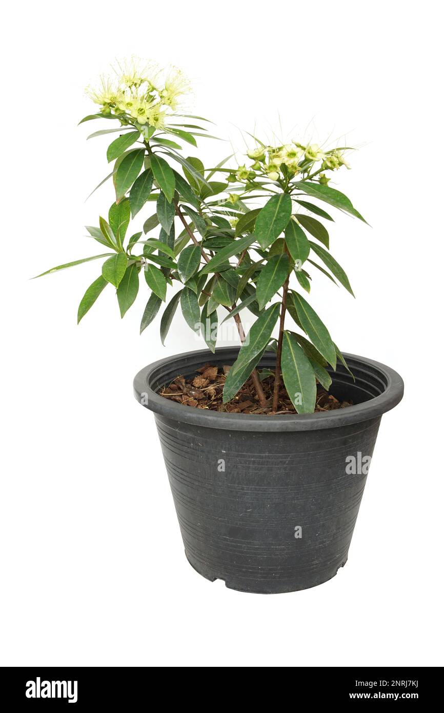 Xanthostemon Chrysanthus isolated on white background Stock Photo - Alamy