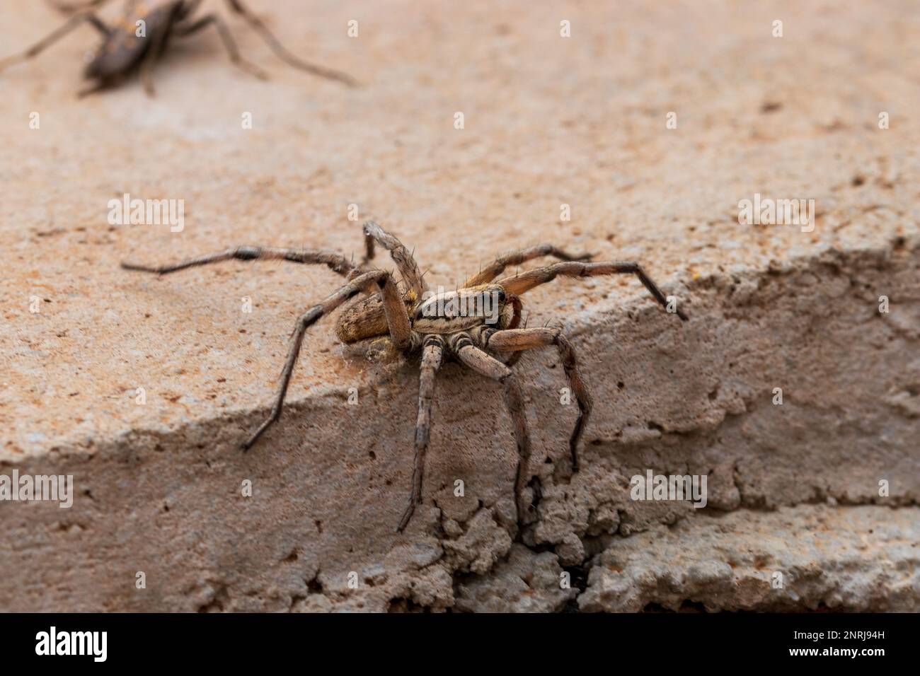 Lycosa hispanica, Wolf Spider Stock Photo - Alamy