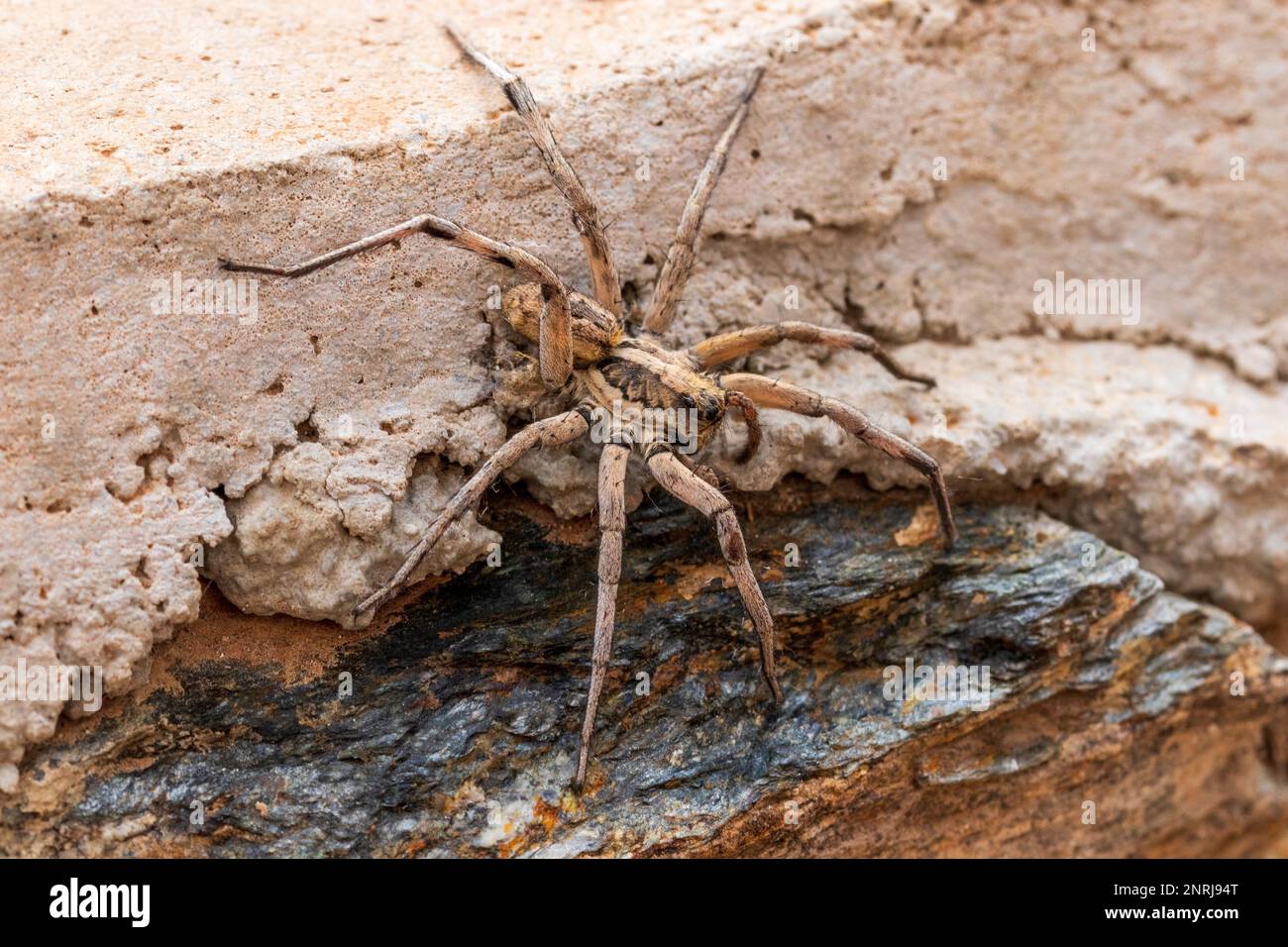 Lycosa hispanica, Wolf Spider Stock Photo - Alamy