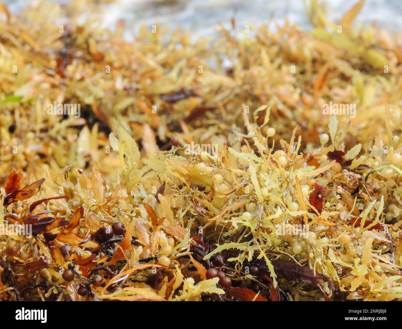 Illustration and view of the Sargasso Sea, pelagic algae that live in ...
