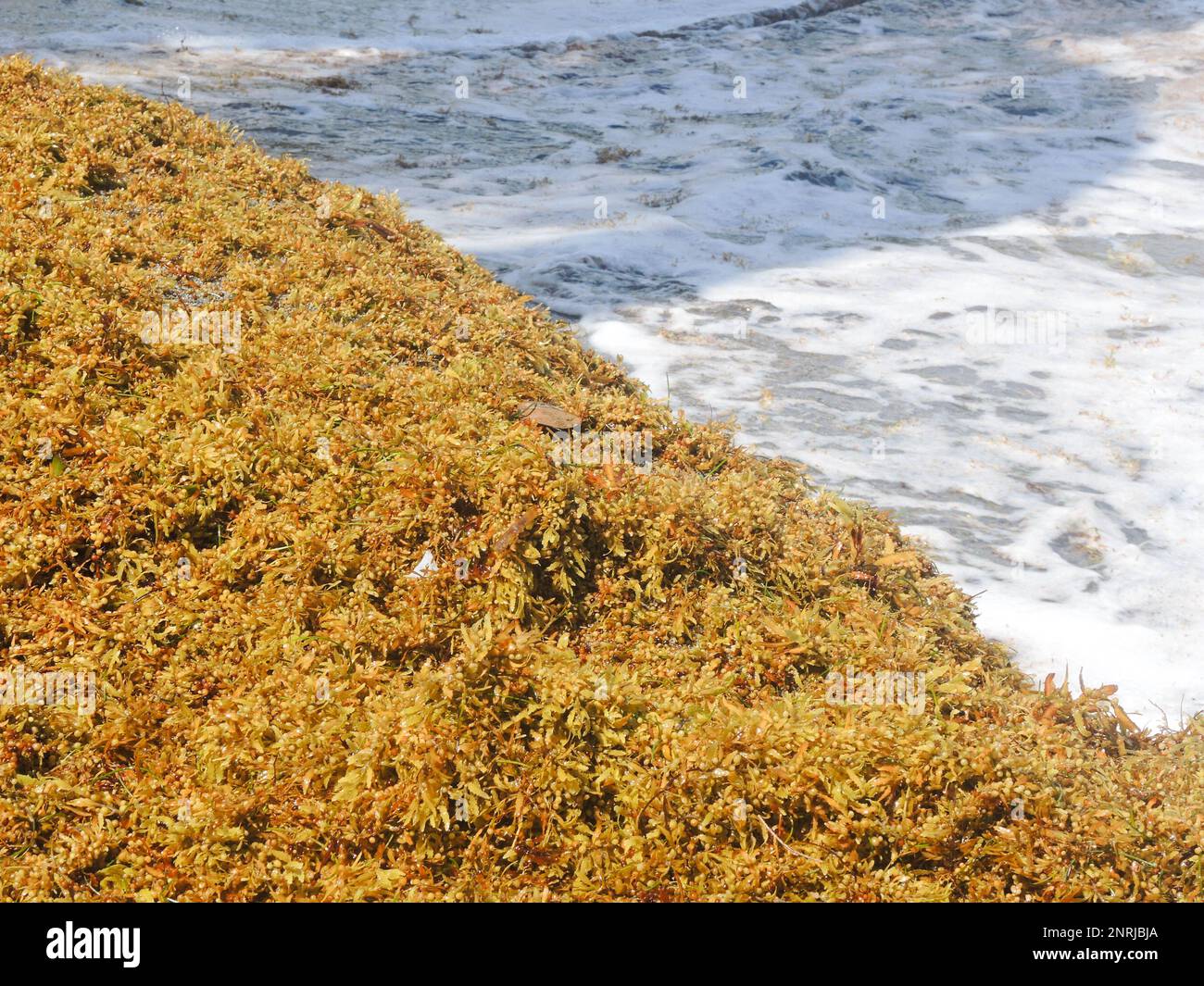 Illustration and view of the Sargasso Sea, pelagic algae that live in ...